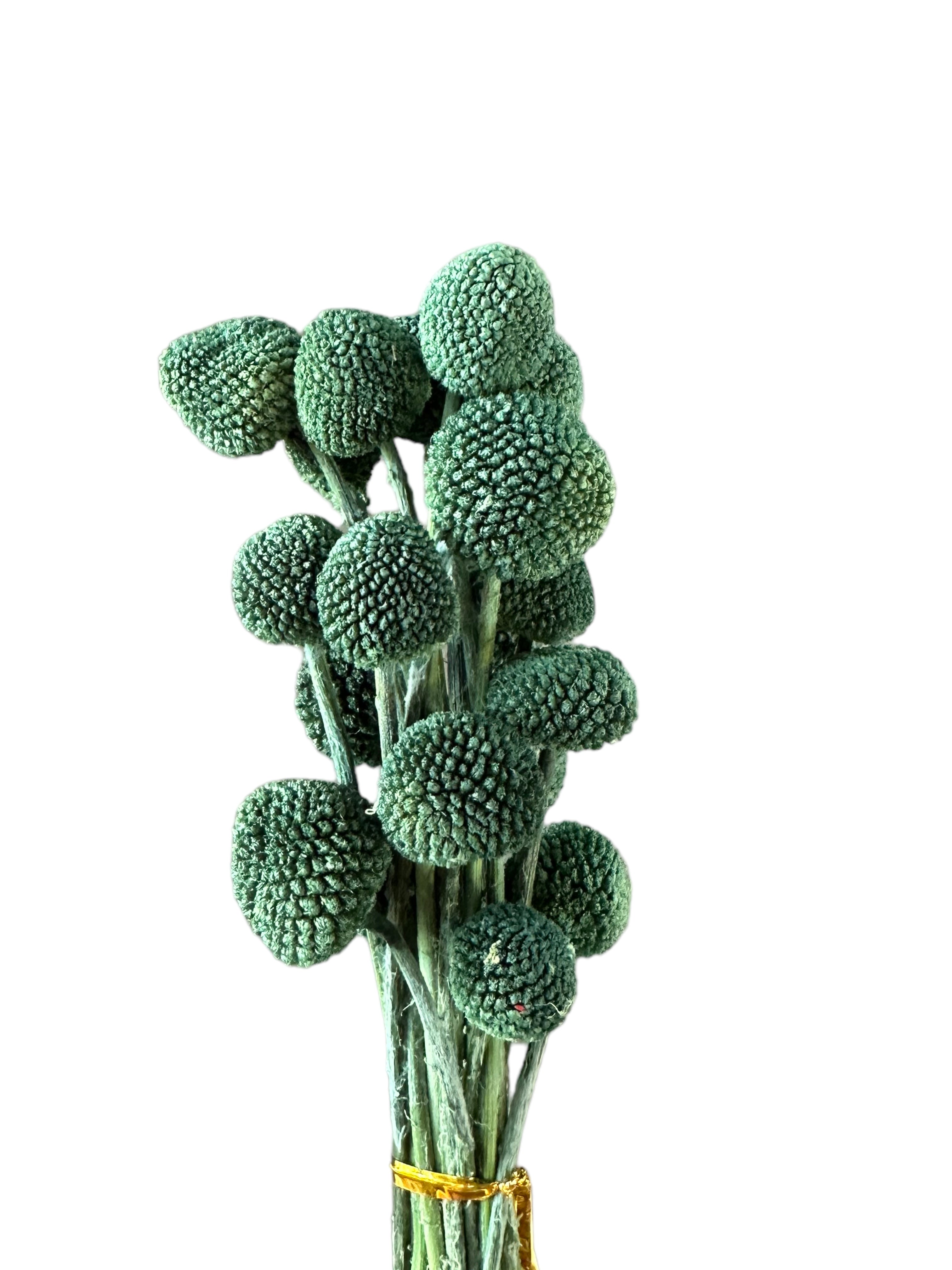 Billy Buttons - Deep Forest Green – The Green Shed